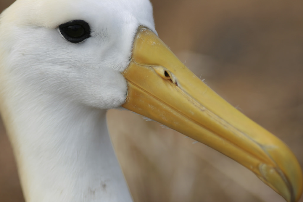 9 beautiful exotic birds from Latin America | Select Latin America