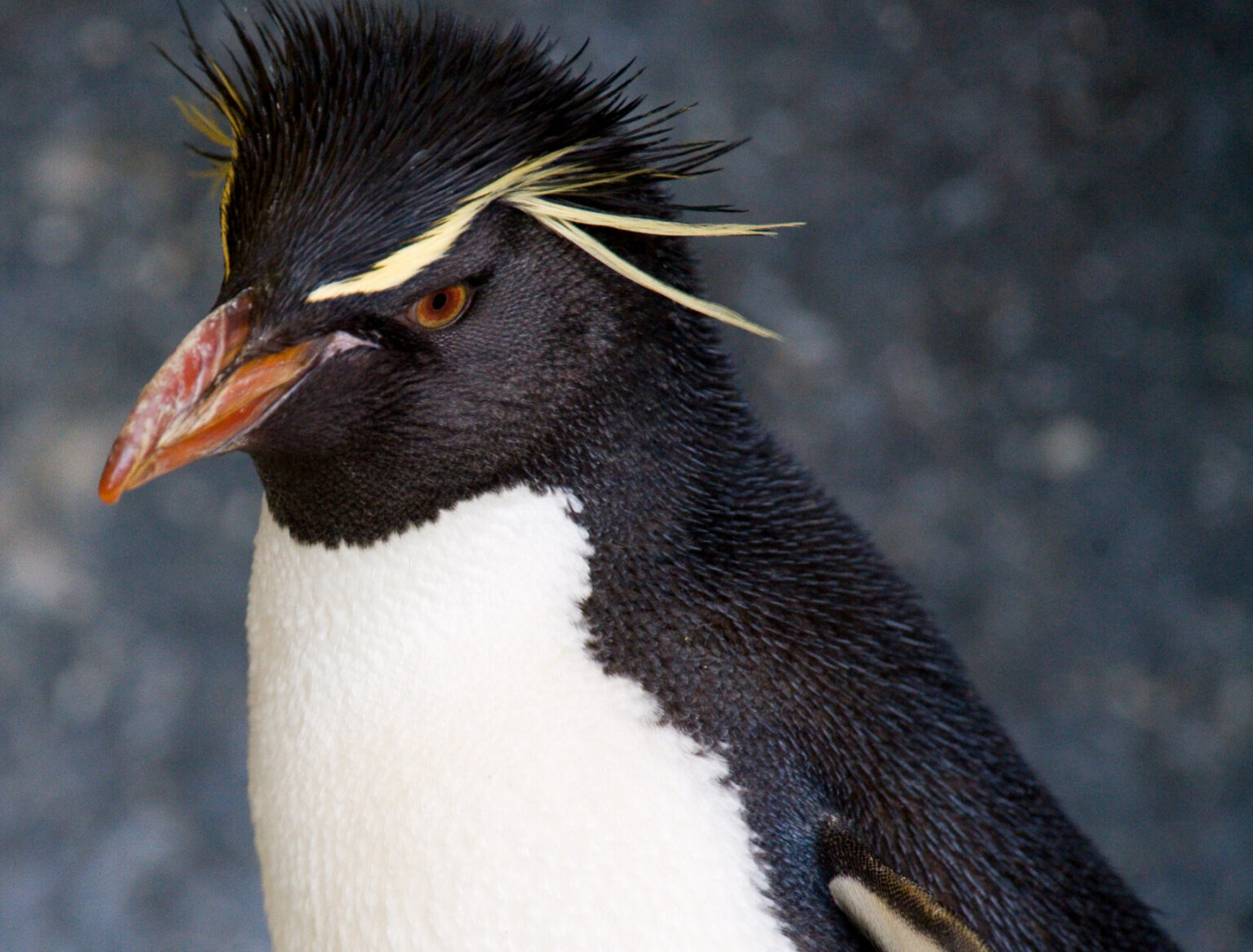 Where to see penguins in South America and Antarctica | Select Latin ...