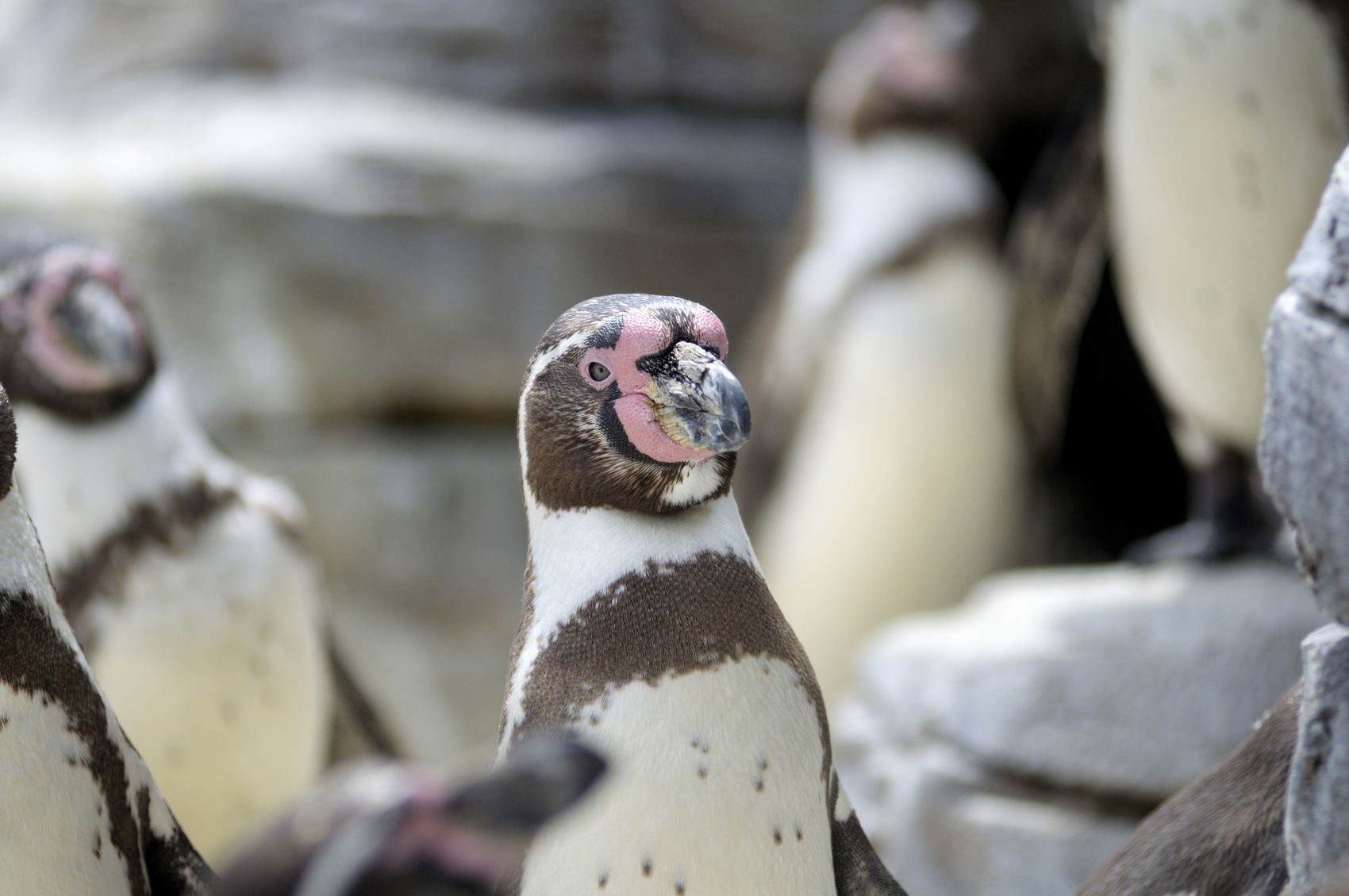 Where to see penguins in South America and Antarctica | Select Latin ...